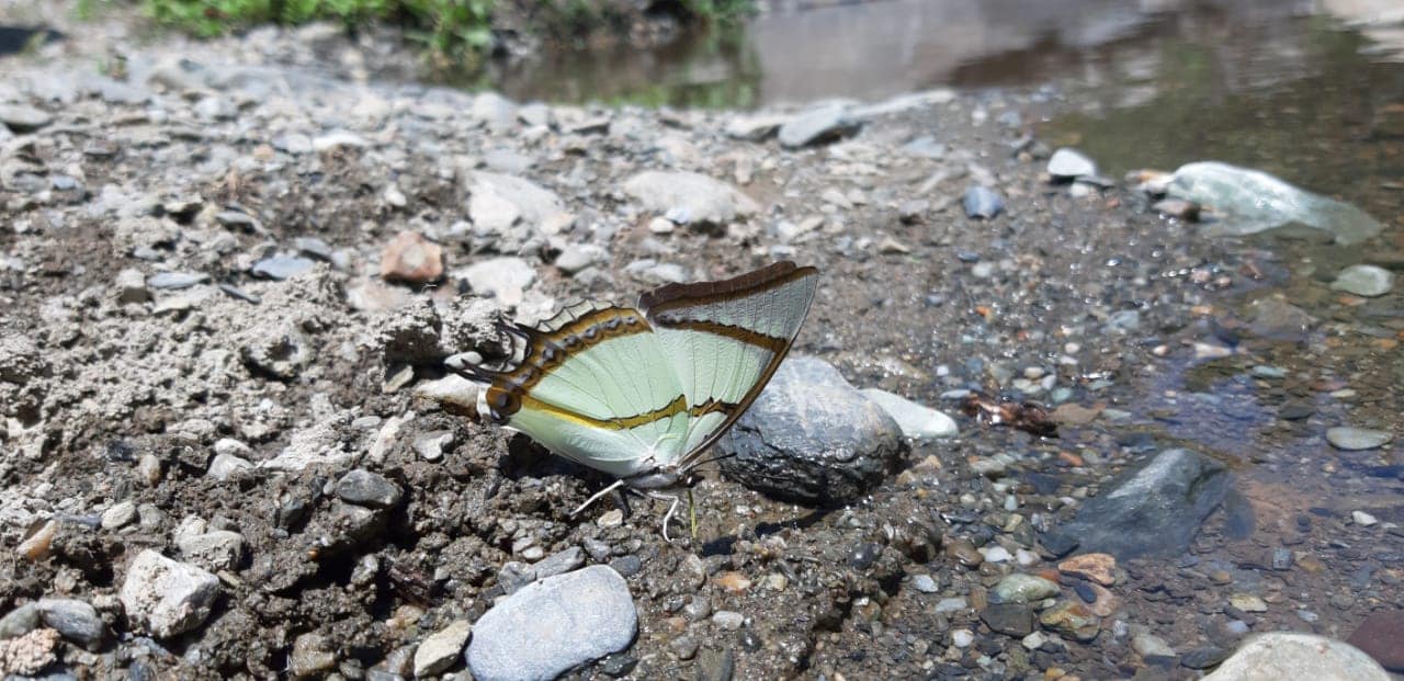 मधुमक्खियों को बचाकर किया जंगल का संरक्षण, तितली-पार्क शुरू कर बढ़ाई ...