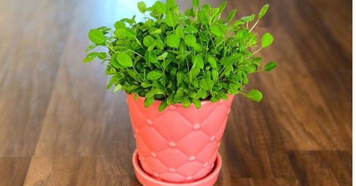 Tips To Grow Methi: Know How to Grow Methi At Home