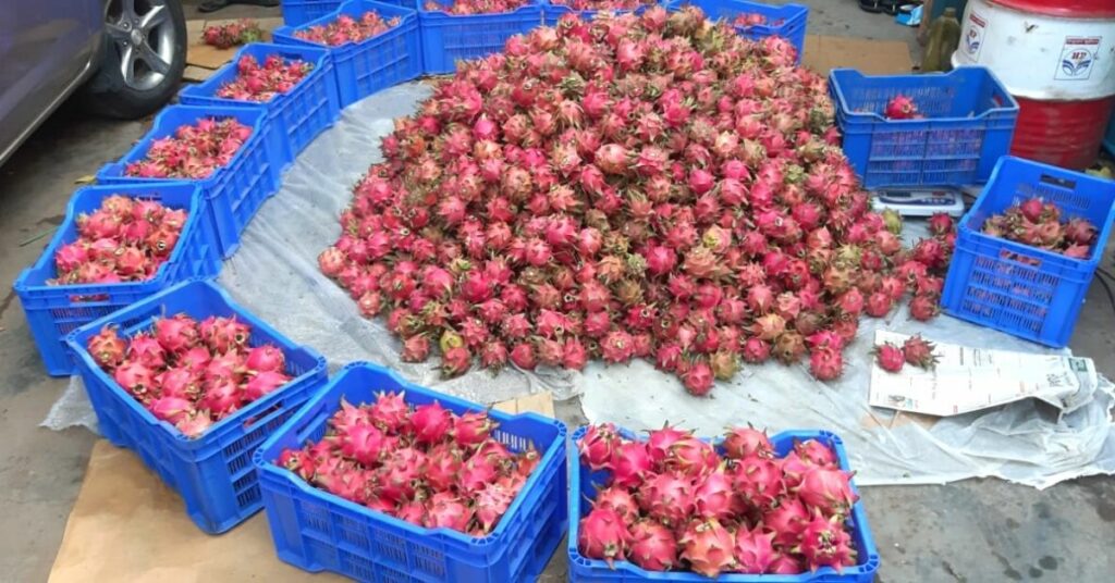 Vizag Farmer Earns Lakhs by Growing Dragonfruit, Know How