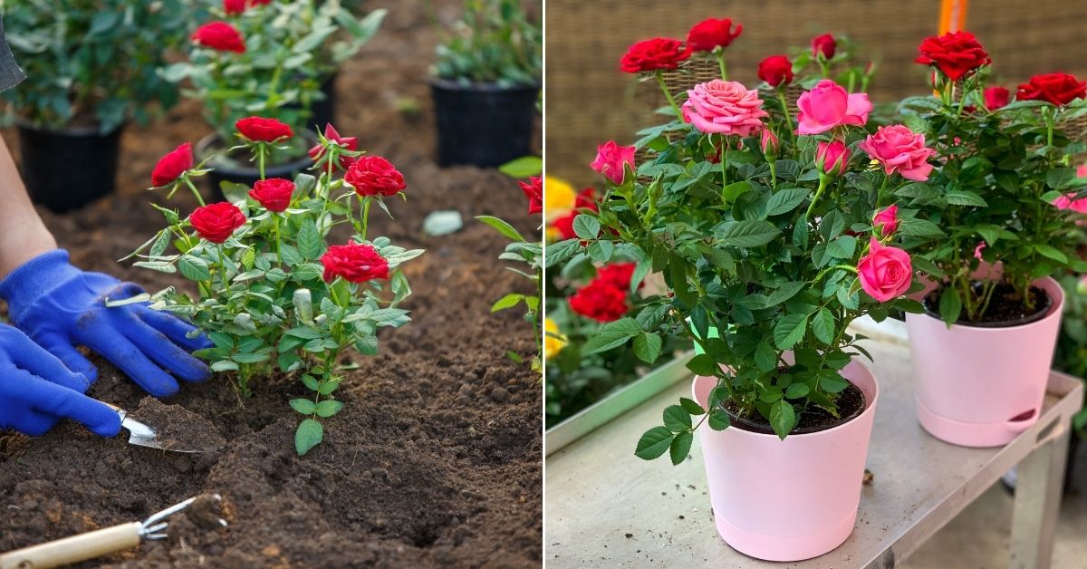 Rose Plants | Mini Rose Plant & Rose Bush Delivery