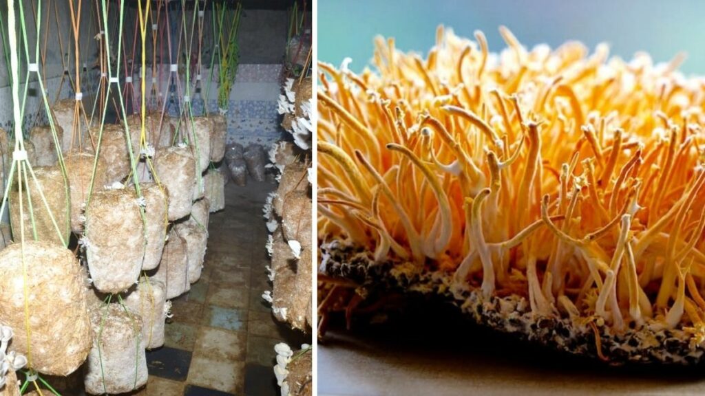 Mushroom King of Rajasthan Farmer Is Growing 16 Types of Mushroom