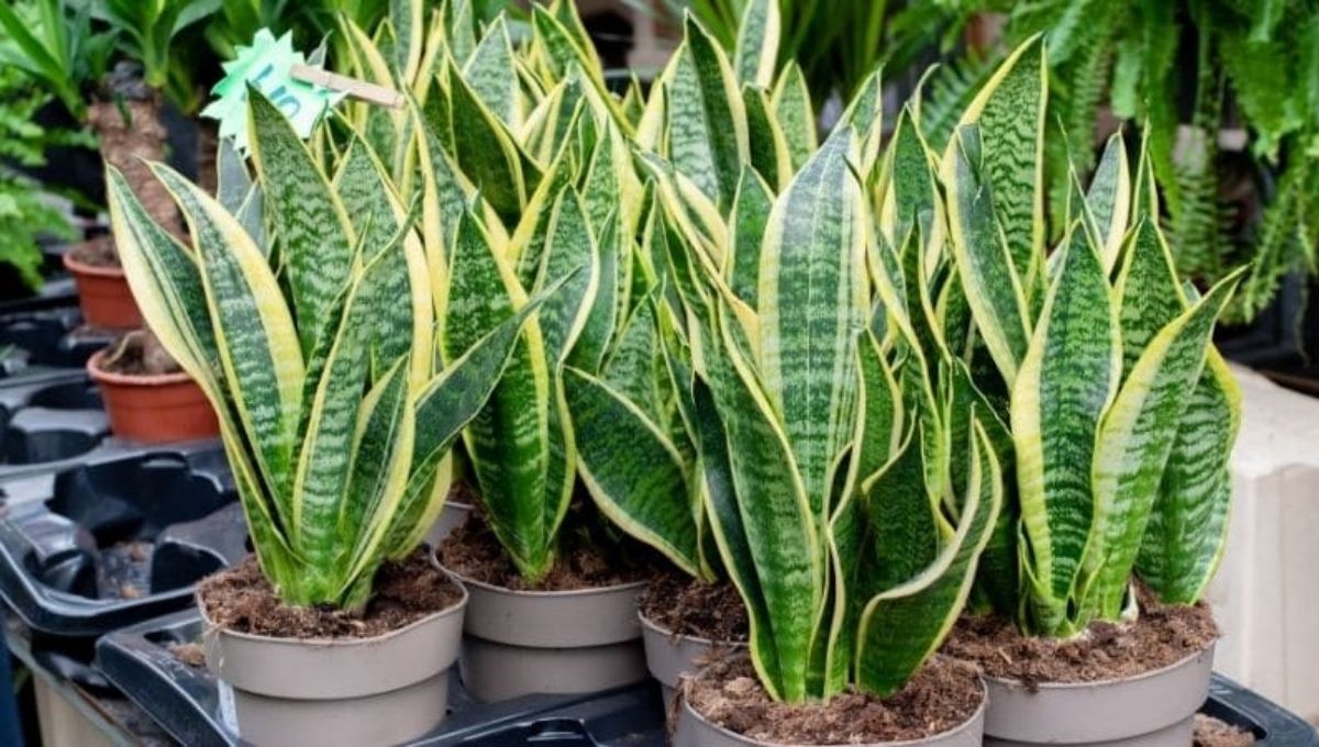 How To Propagate Snake Plant In Water And Soil From Leaf Cuttings