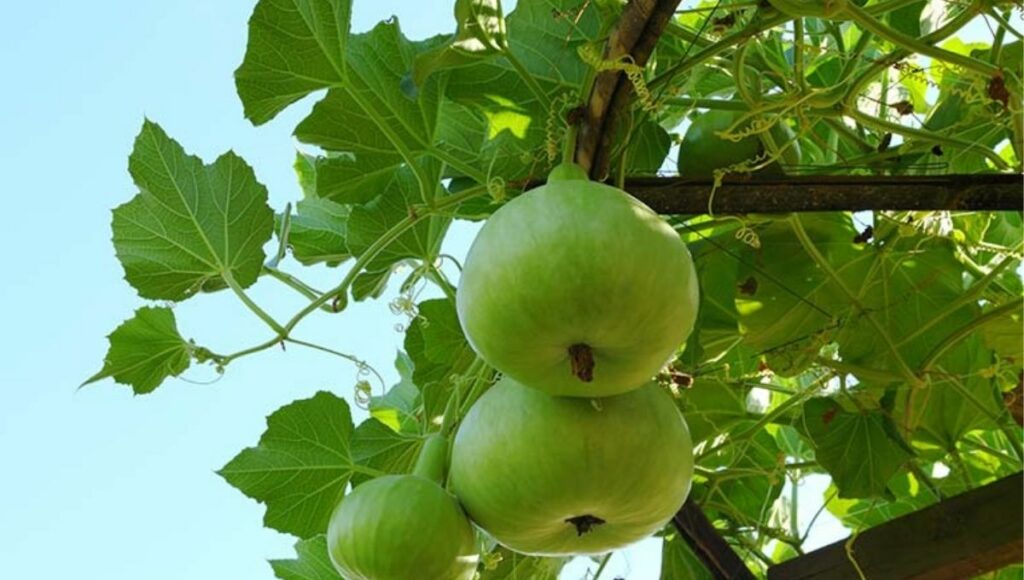 Health Benefits of Tinda Makes It Superfood Experts Claim