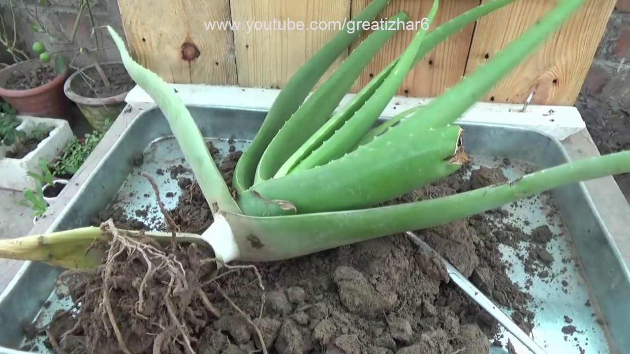 How To Grow Aloe Vera At Home In Pot