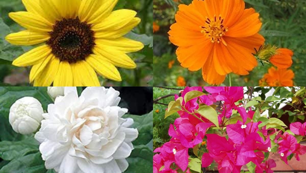Summer Flowering Plants Easy To Grow In India