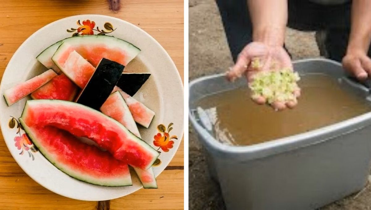 तरबूज़ के छिल्कों से बेहतरीन खाद पौधों जानिए कैसे करें इसे इस्तेमाल