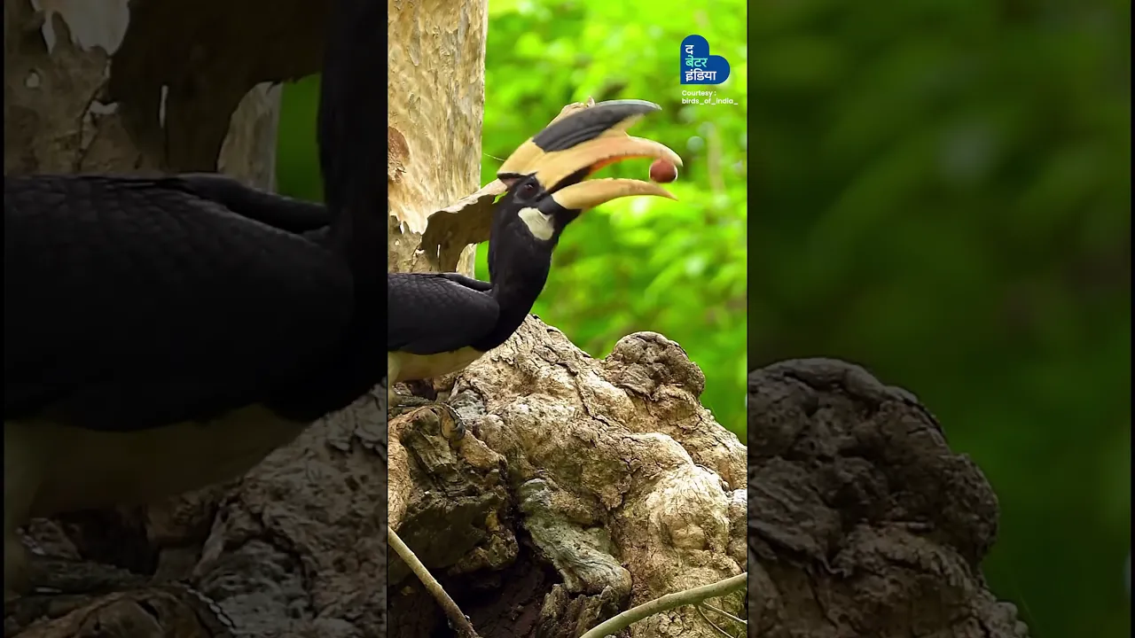 नर हॉर्नबिल ऐसे रखते हैं गर्भवती मादा का ख्याल | Indian Pied Hornbill ...
